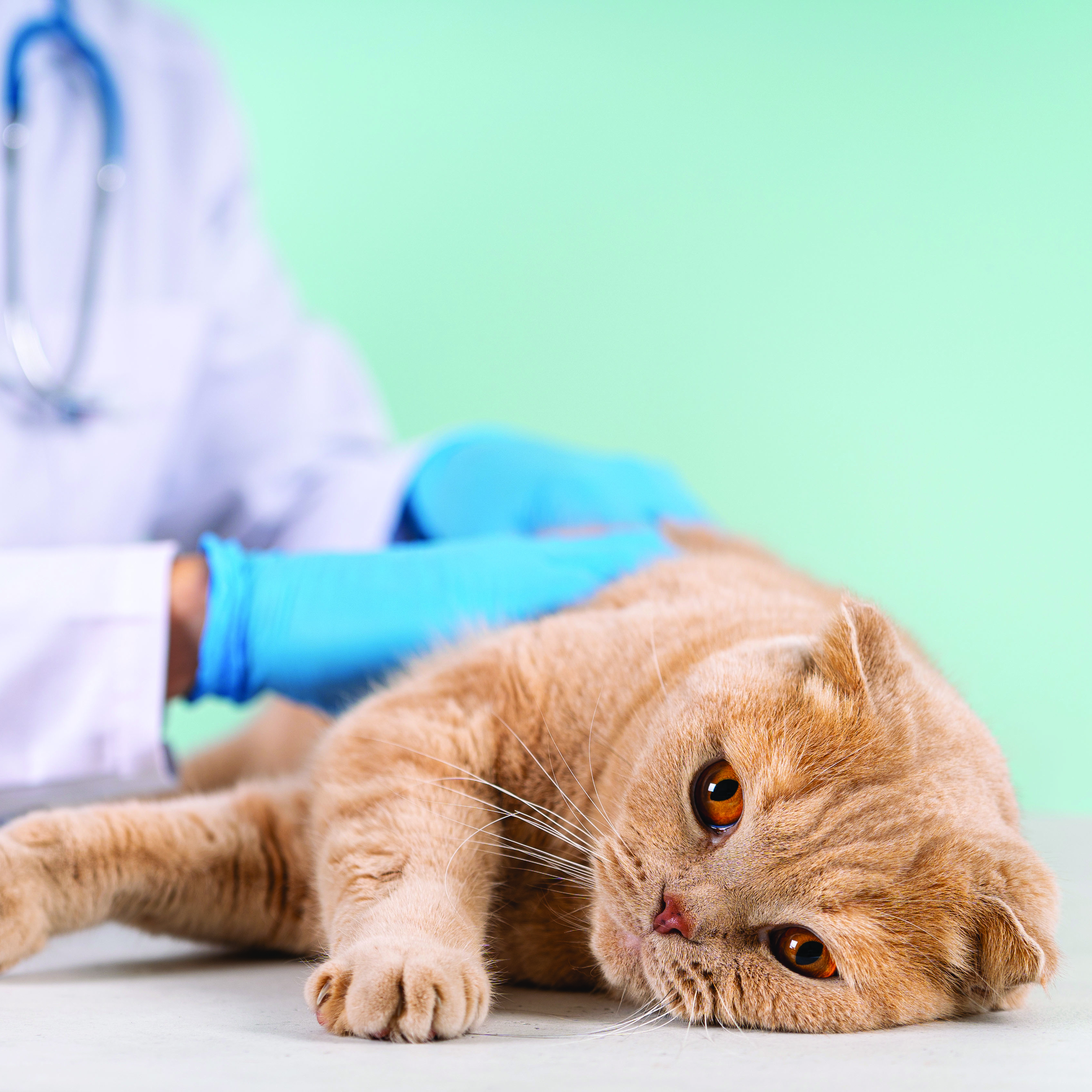 Как уколоть кошку в холку 60 фото - Sovaphoto.ru