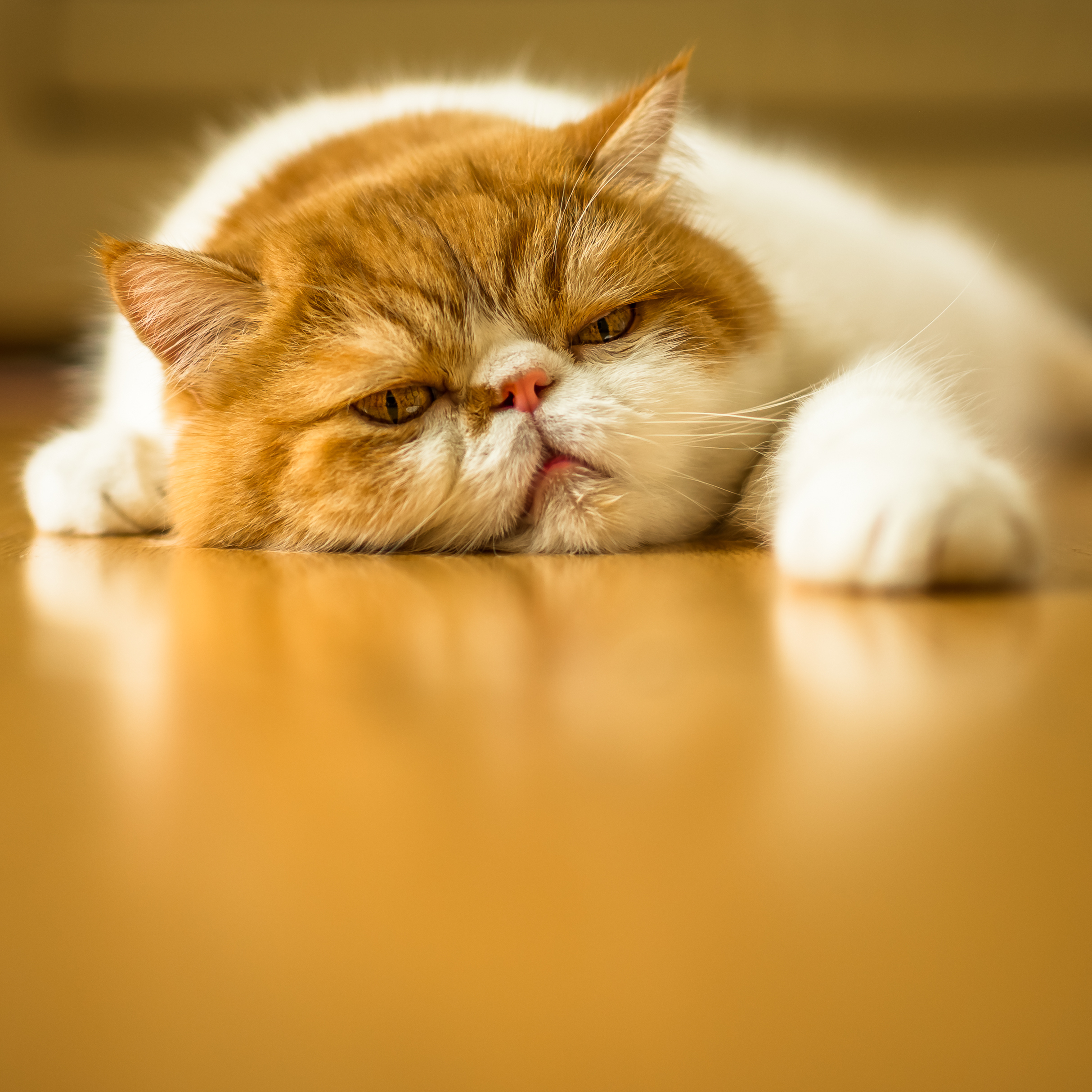 Если котенок не ест 60 фото - Sovaphoto.ru