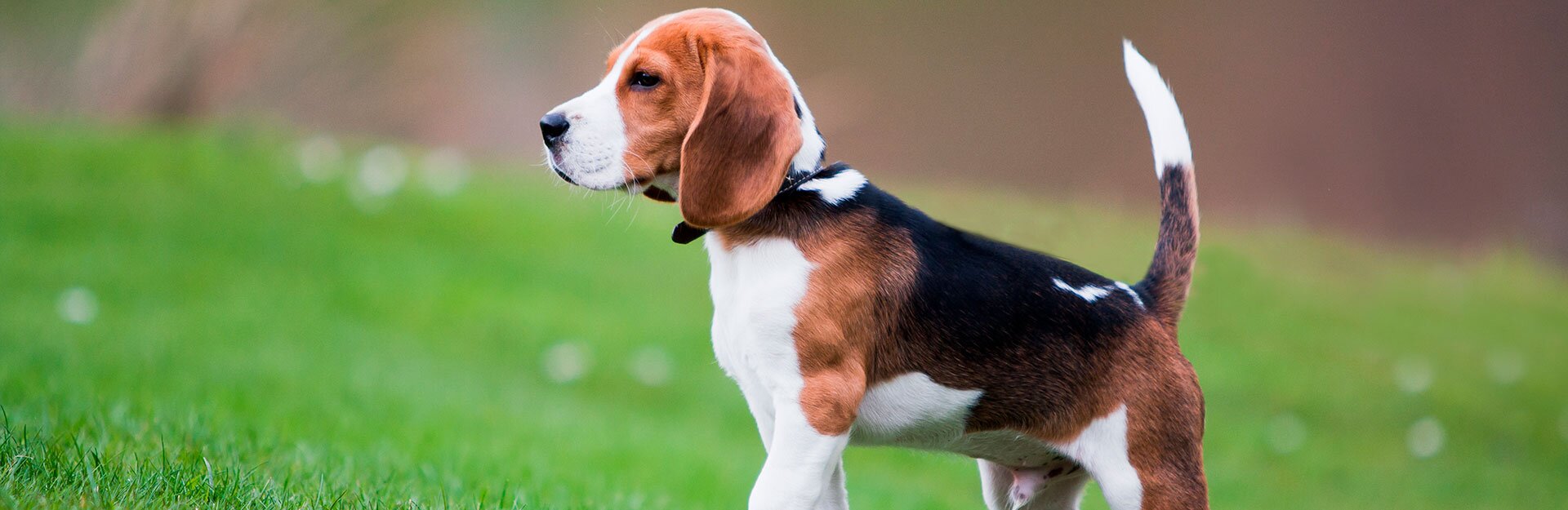 Бигль - собаки и щенки - описание породы и характер - ProPlan.ru