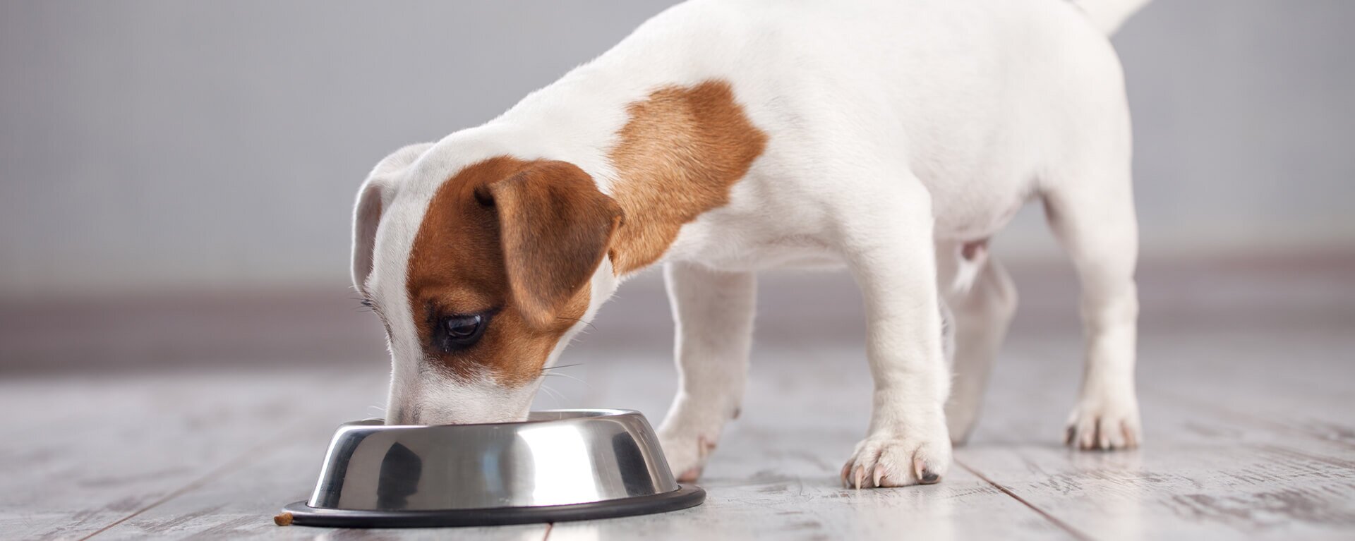 Каким кормом кормить щенка 🐶 - ProPlan.ru