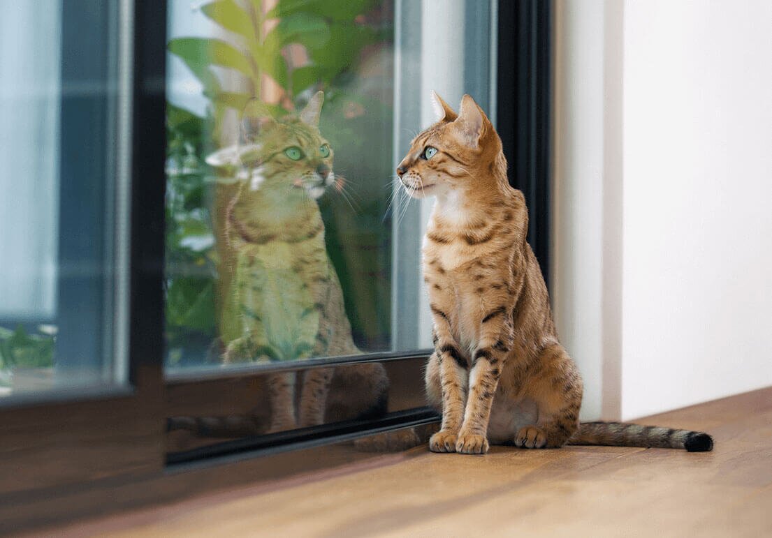Корм для кошек PRO PLAN на официальном сайте — ProPlan.ru